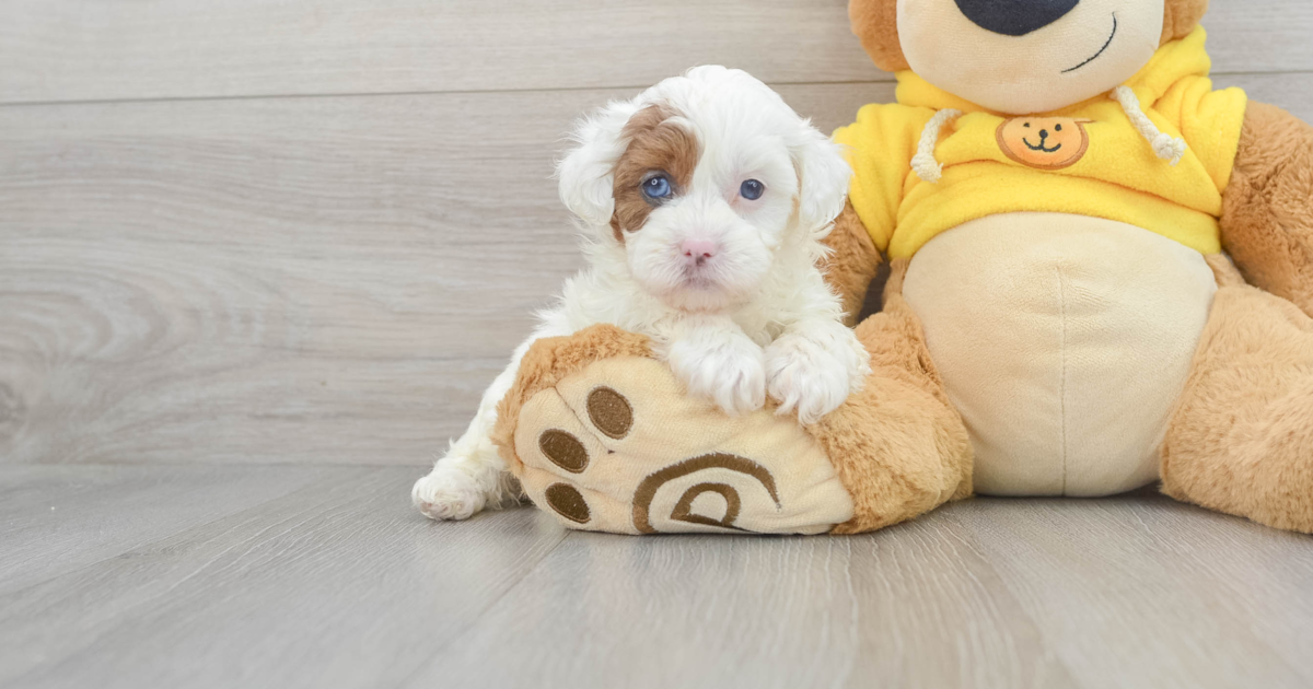 Hypoallergenic Shih Poo Addison: 3lb 2oz Doodle Puppy