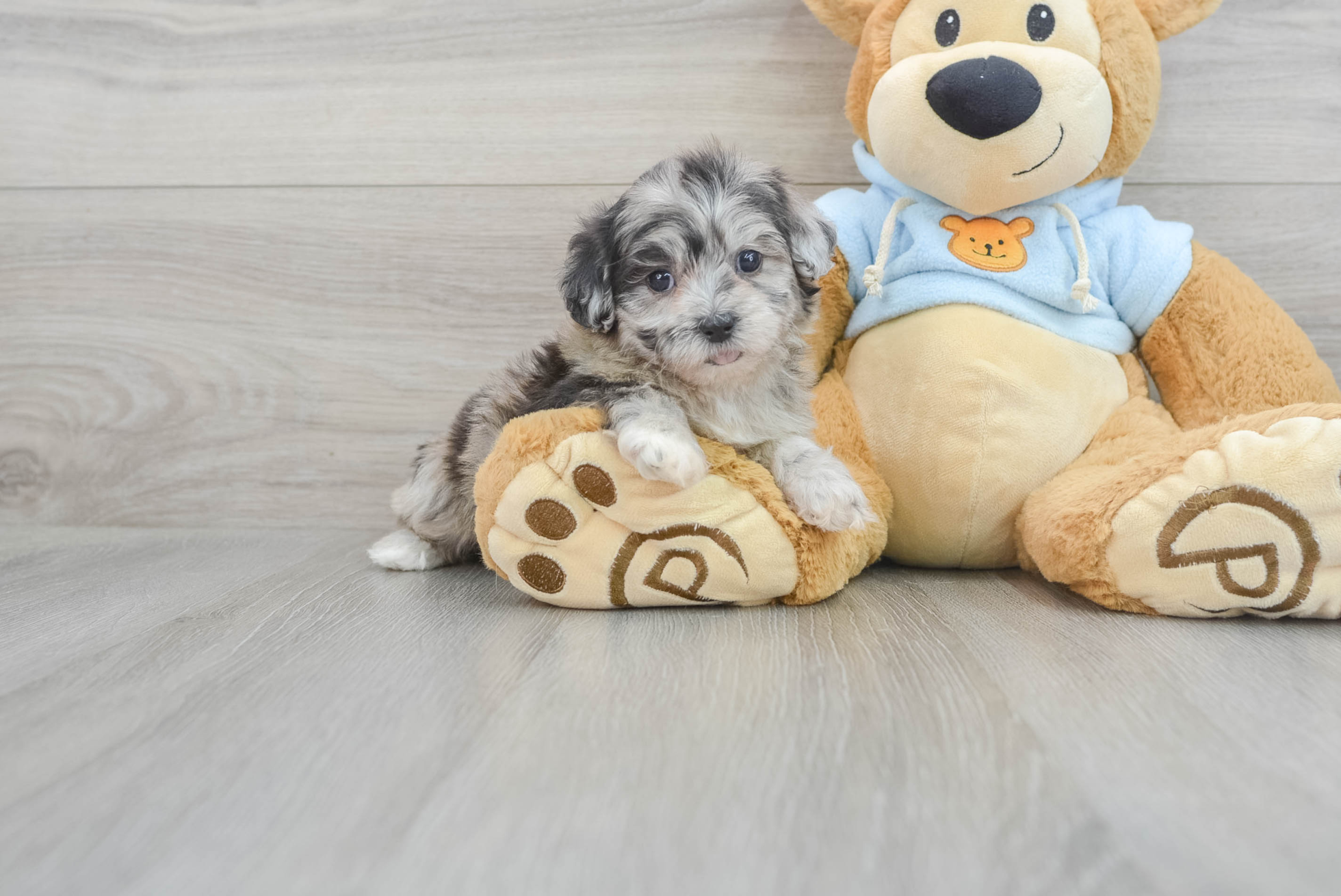 Hypoallergenic Shih Poo Alexis: 3lb 7oz Doodle Puppy