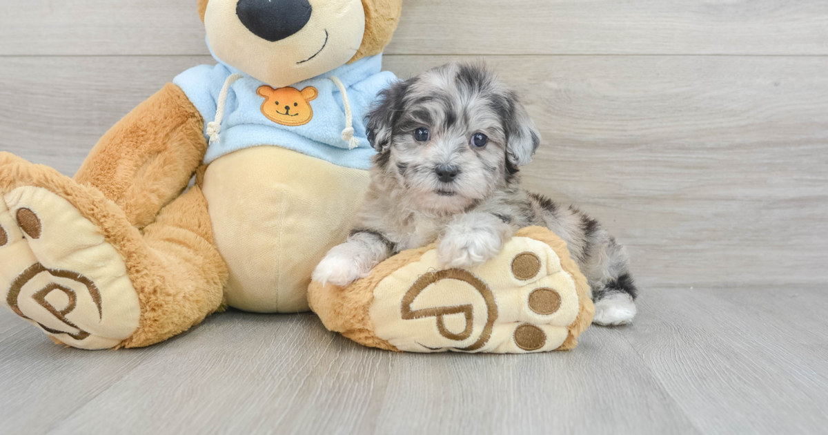 Hypoallergenic Shih Poo Alexis: 3lb 7oz Doodle Puppy