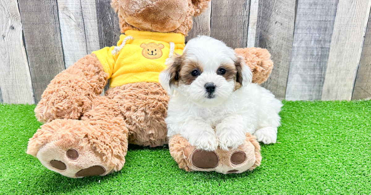 Hypoallergenic Shih Poo Alvin: 5lb 5oz Doodle Puppy