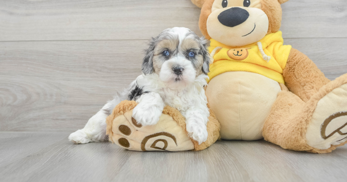 Hypoallergenic Shih Poo Bailey: 4lb 8oz Doodle Puppy