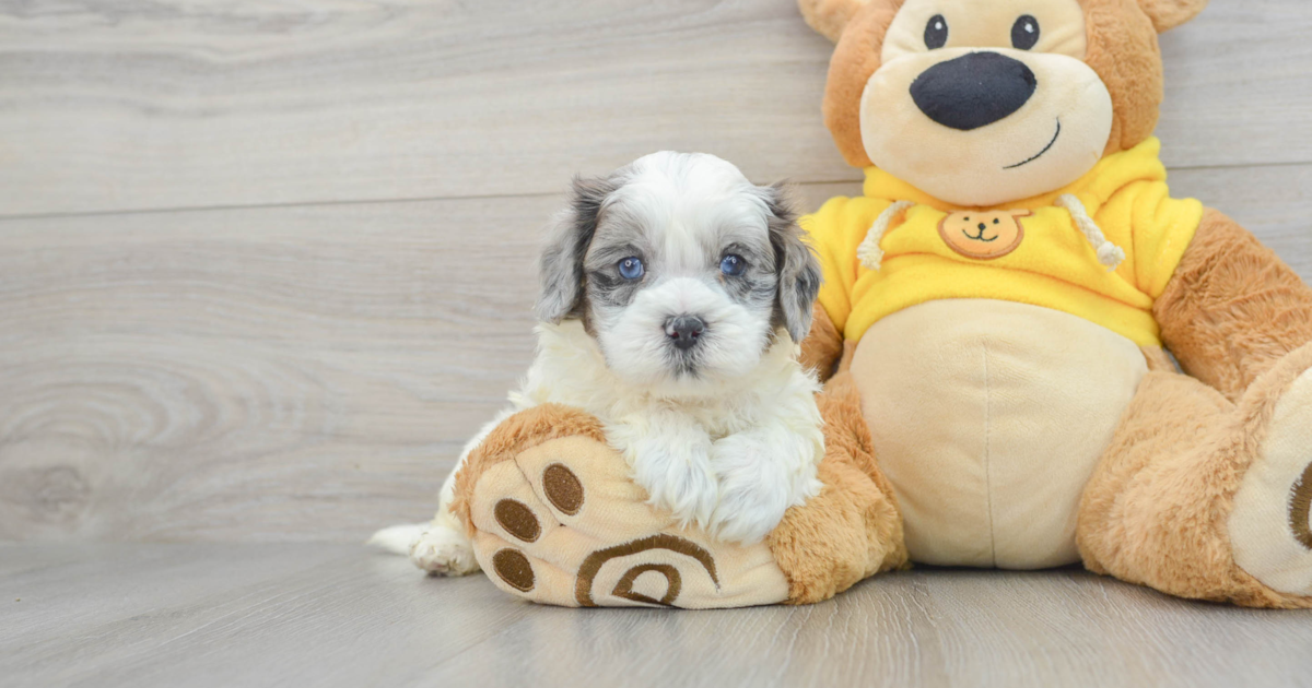 Hypoallergenic Shih Poo Bart: 4lb 14oz Doodle Puppy