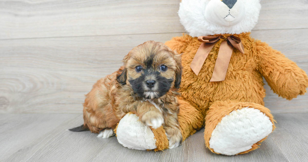 Hypoallergenic Shih Poo Beth: 3lb 5oz Doodle Puppy