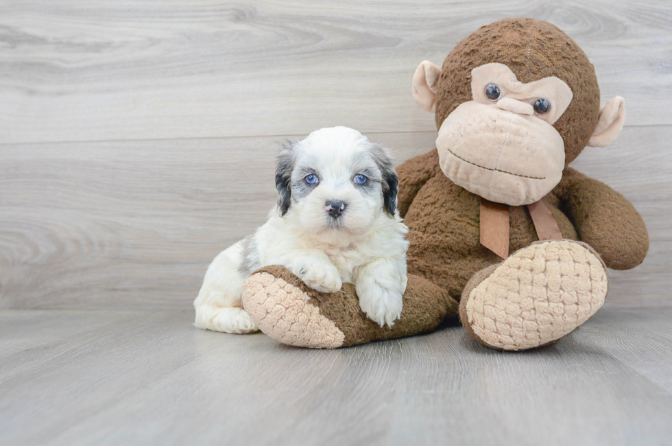 Shih Poo Puppies for Sale