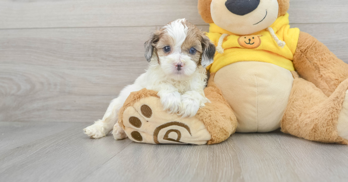 Shih Poo Chip: 1lb 11oz Doodle Puppy