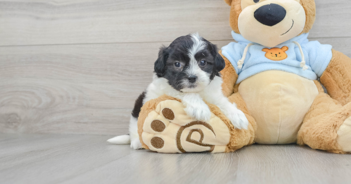 Cute Shih Poo Deb: 2lb 4oz Doodle Puppy