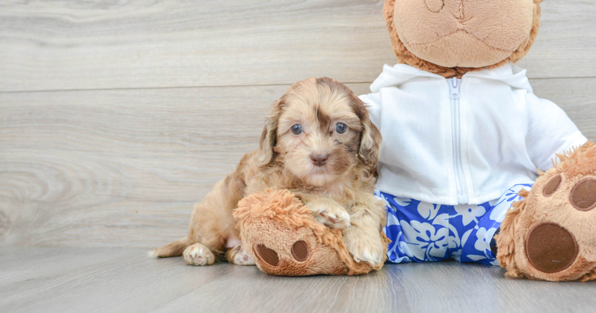 Hypoallergenic Shih Poo Erin: 3lb 10oz Doodle Puppy