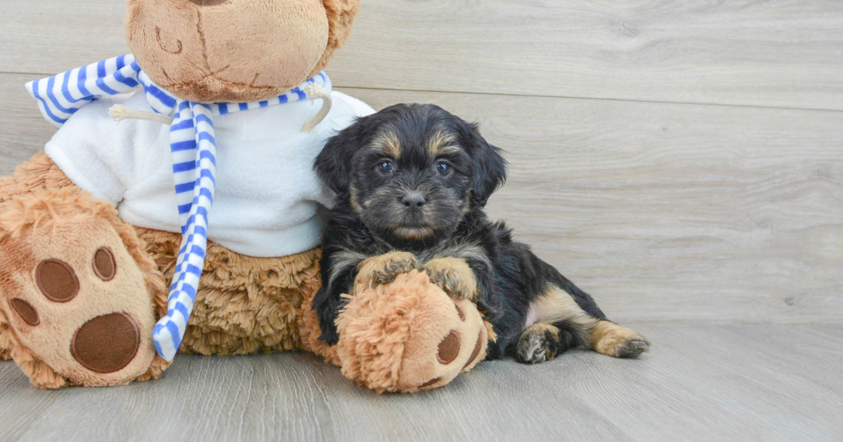 Hypoallergenic Shih Poo Finn: 4lb 8oz Doodle Puppy