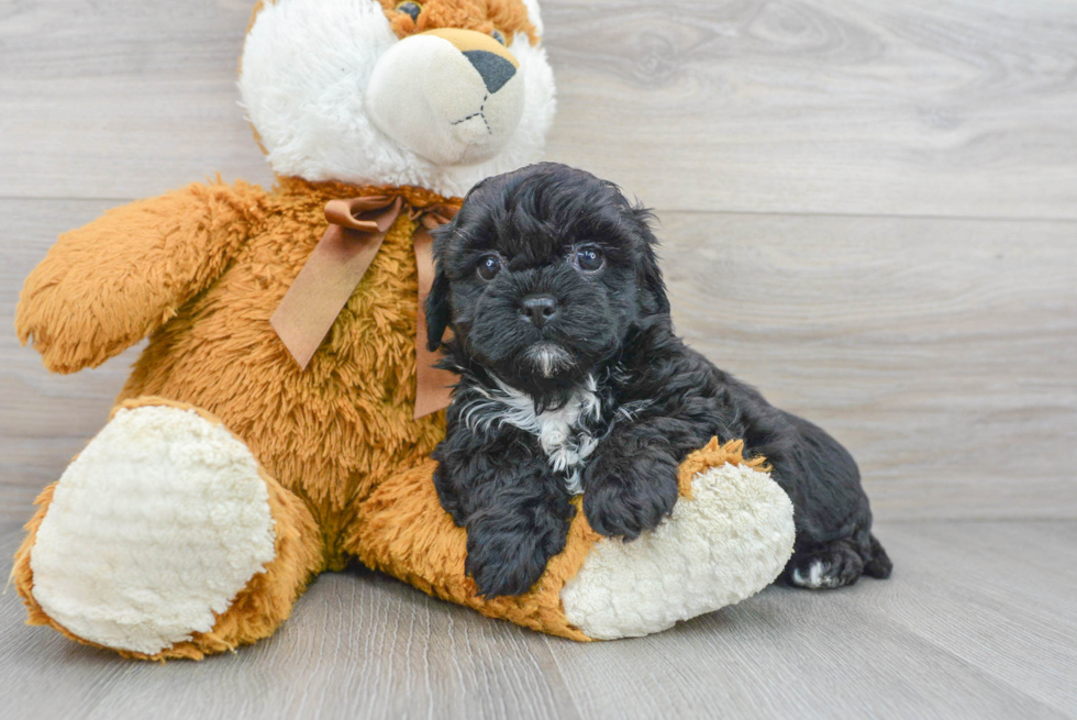 Hypoallergenic Shih Poo Galaxy: 3lb 10oz Doodle Puppy