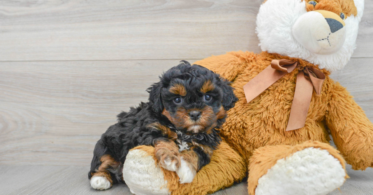 Hypoallergenic Shih Poo Karissa: 2lb 15oz Doodle Puppy