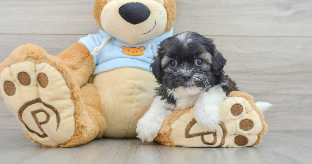 Hypoallergenic Shih Poo Kenny: 2lb 8oz Doodle Puppy
