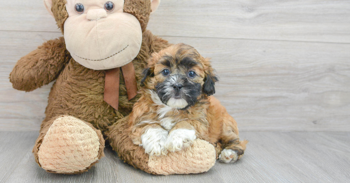 Hypoallergenic Shih Poo Magic: 4lb 3oz Doodle Puppy