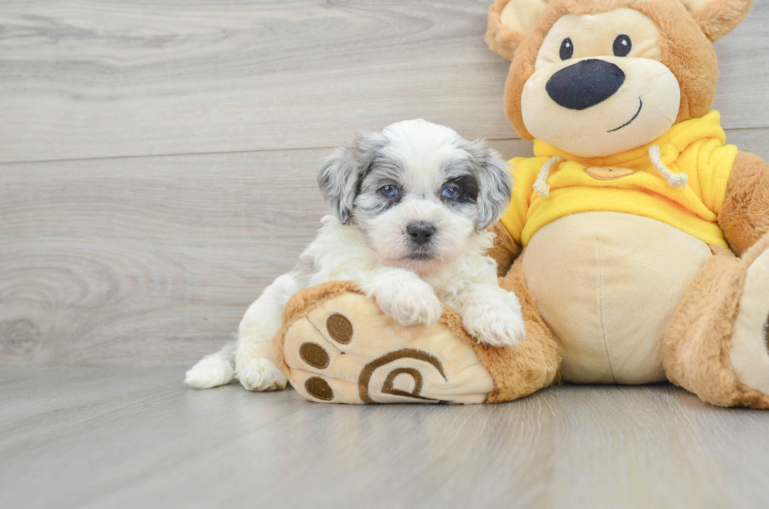 Shih Poo Puppies for Sale | Exclusive Doodles | Premier Pups