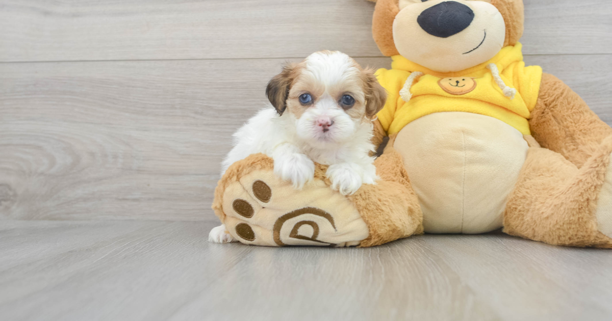 Hypoallergenic Shih Poo Mya: 2lb 13oz Doodle Puppy