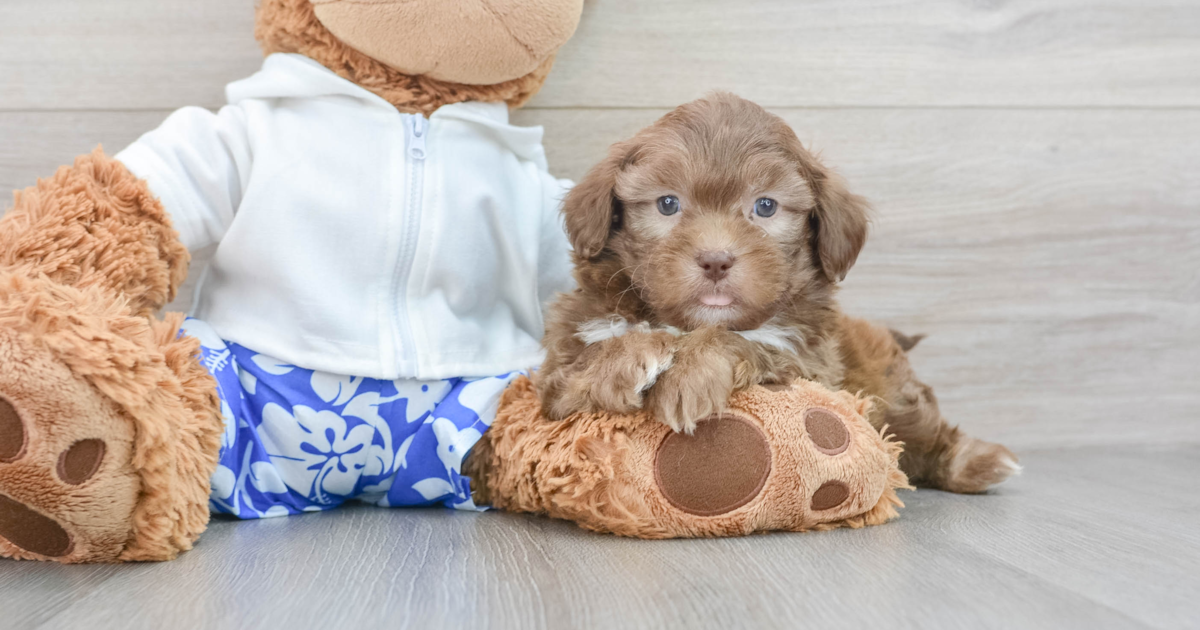 Petite Shih Poo Ozzie: 4lb 8oz Doodle Puppy