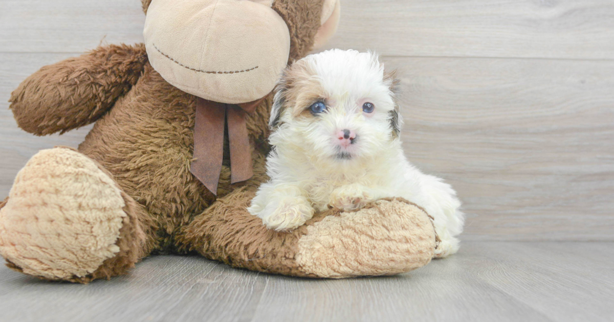 Hypoallergenic Shih Poo Raya: 2lb 13oz Doodle Puppy