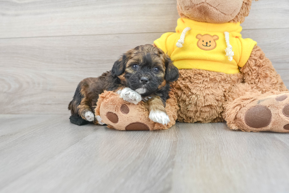 Shih Poo Samuel: 2lb 12oz Doodle Puppy