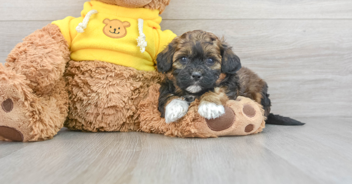 Shih Poo Samuel: 2lb 12oz Doodle Puppy