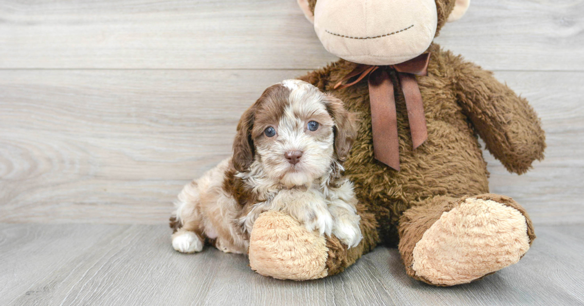 Hypoallergenic Shih Poo Snuggles: 3lb 6oz Doodle Puppy