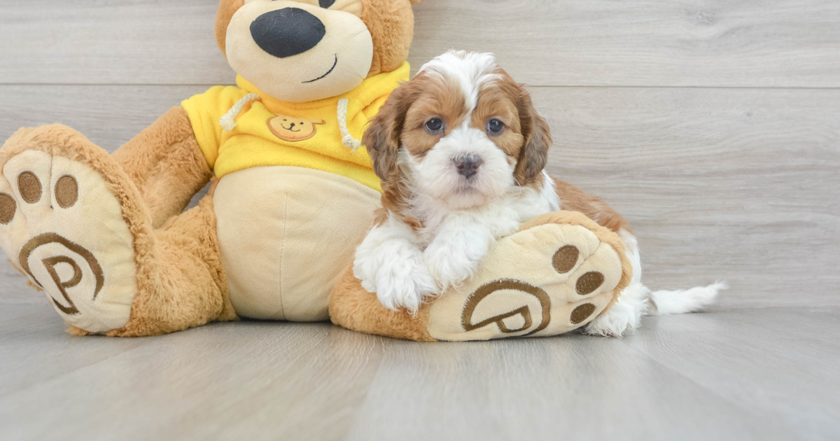 Hypoallergenic Shih Poo Stanley: 3lb 10oz Doodle Puppy