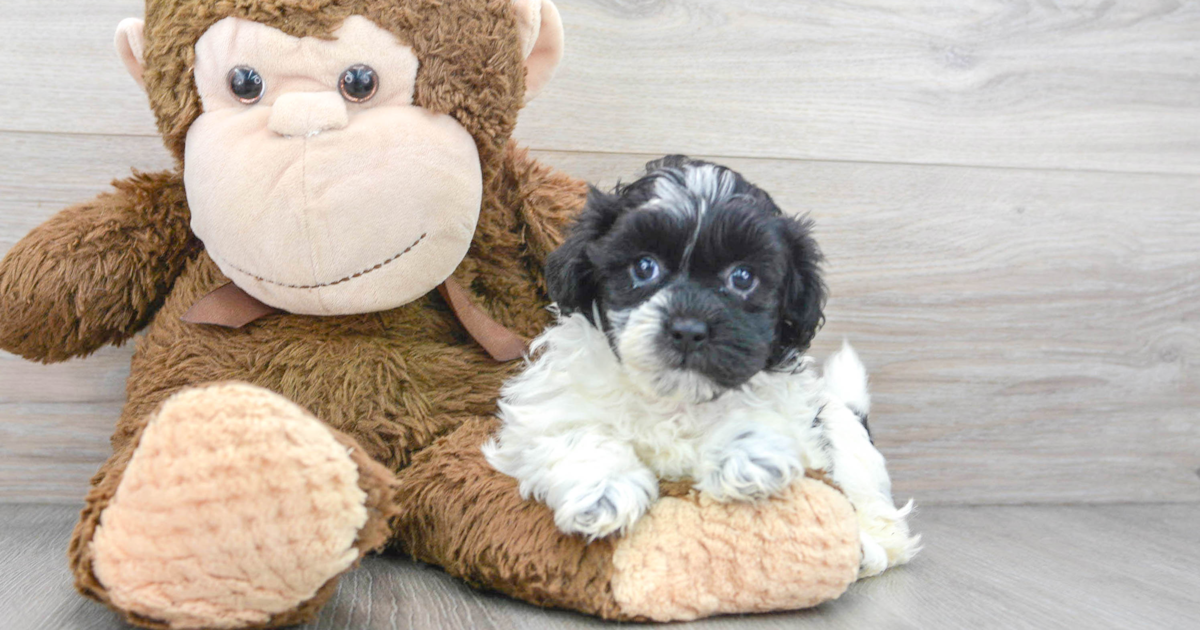 Hypoallergenic Shih Poo Teri: 2lb 15oz Doodle Puppy