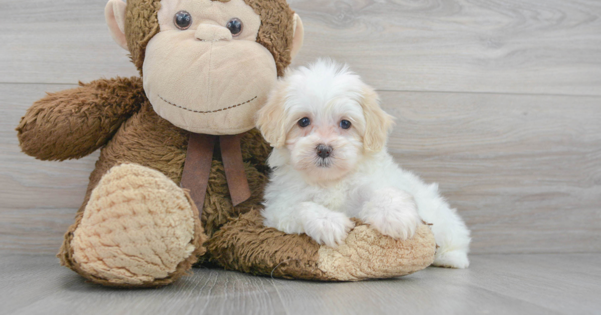 Small Shih Poo Vivian: 2lb 6oz Doodle Puppy
