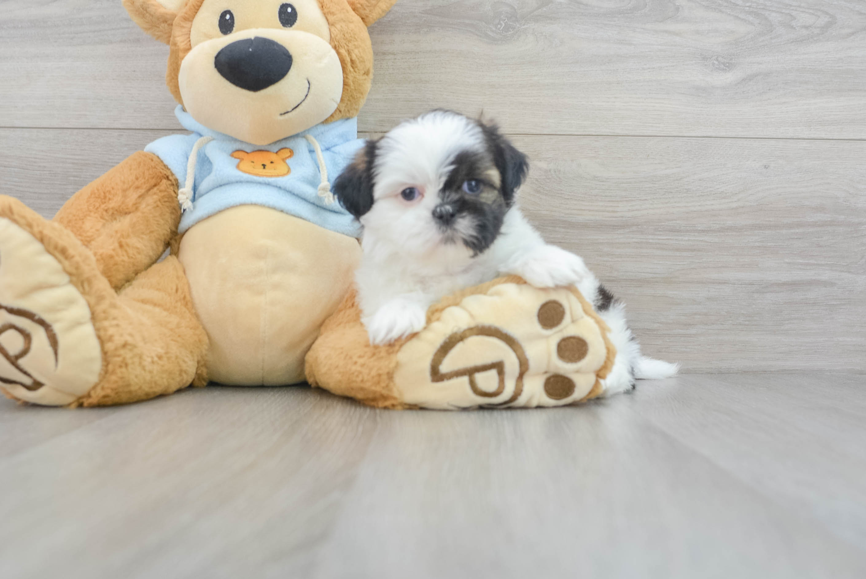 Hypoallergenic Shih Tzu Stanley: 3lb 15oz Purebred Puppy