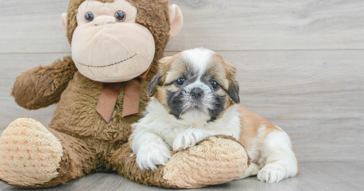 Popular Shih Tzu Xavier: 4lb 2oz Purebred Puppy