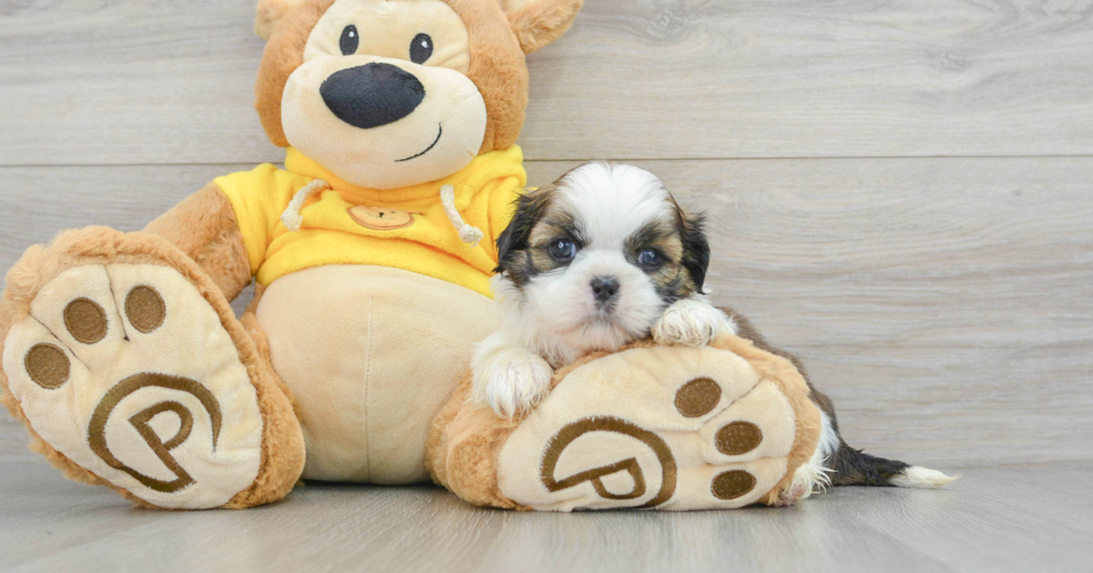 Hypoallergenic Shih Tzu Xavier: 3lb 12oz Purebred Puppy