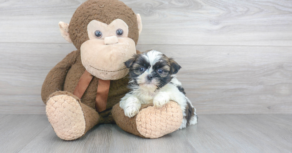 Hypoallergenic Shih Tzu Xavier: 2lb 8oz Purebred Puppy