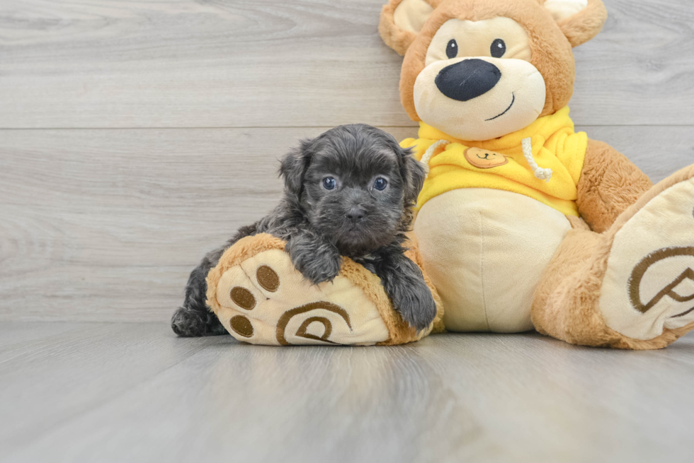 Teddy Bear Abbott: 4lb 1oz Designer Puppy