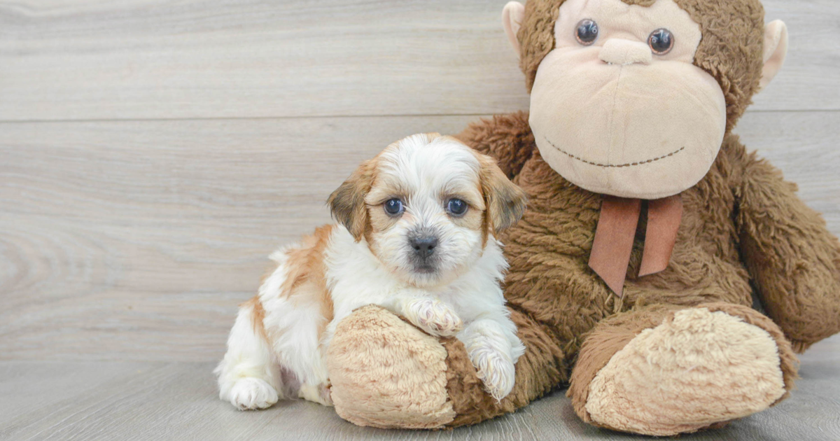 Fluffy Teddy Bear Bart: 3lb 10oz Designer Puppy
