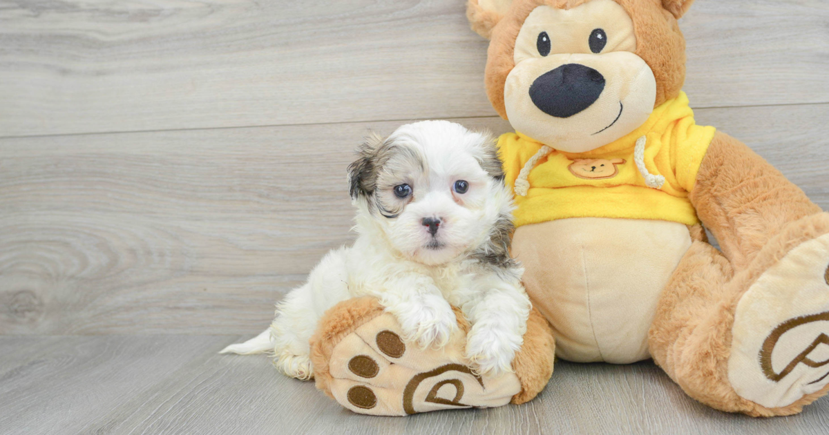 Fluffy Teddy Bear Bart: 3lb 9oz Designer Puppy