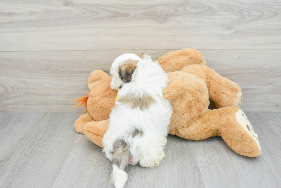 Fluffy Teddy Bear Bart: 3lb 9oz Designer Puppy