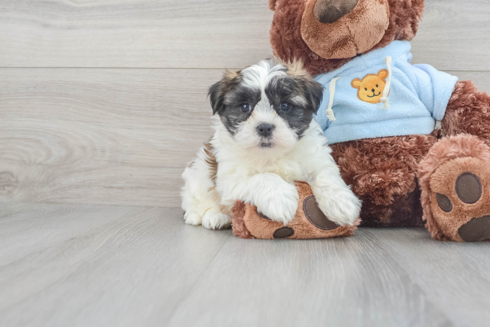 Sweet Teddy Bear Bart: 3lb 12oz Designer Puppy