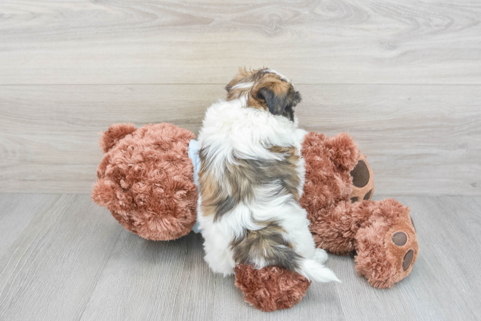 Sweet Teddy Bear Bart: 3lb 12oz Designer Puppy