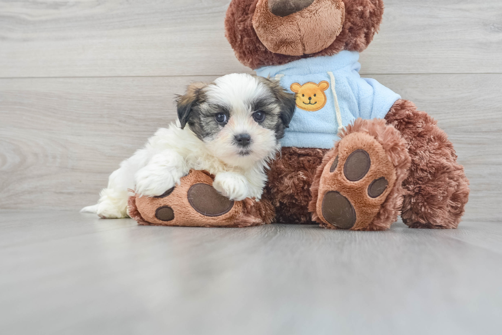 Adorable Teddy Bear Brock: 4lb 1oz Designer Puppy