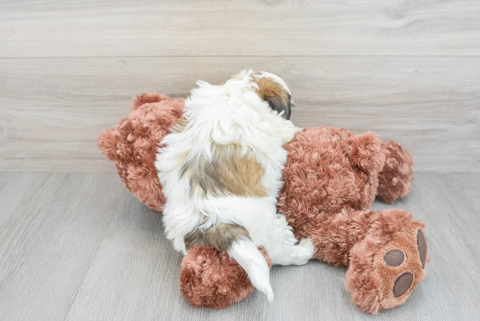 Adorable Teddy Bear Brock: 4lb 1oz Designer Puppy