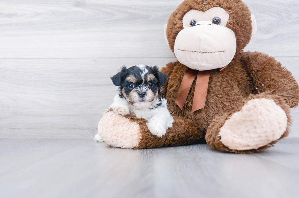 Teddy Bear Puppies for Sale | Premier Pups located in Ohio