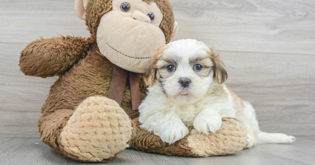 Popular Teddy Bear Chip: 4lb 8oz Designer Puppy