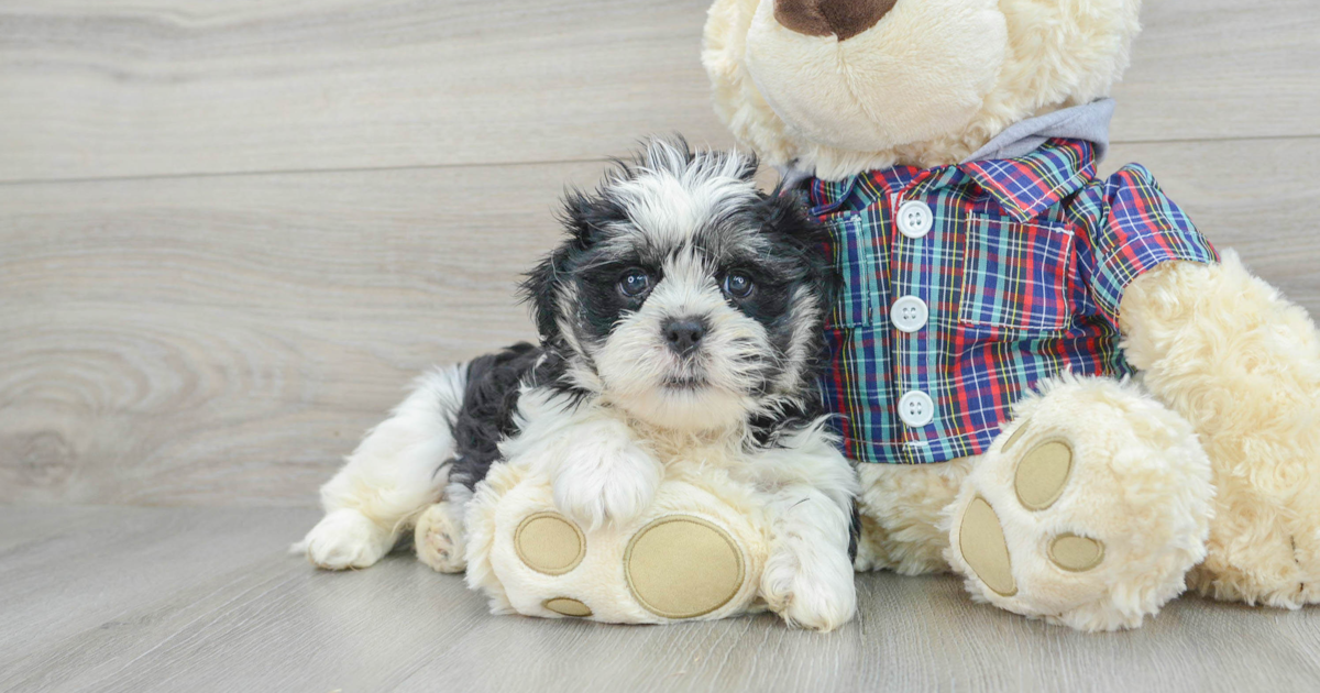 Adorable Teddy Bear Cole: 5lb 1oz Designer Puppy