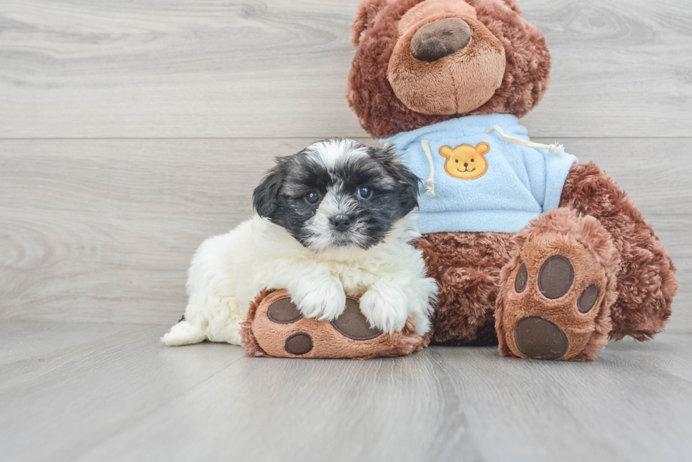 Small Teddy Bear Cole: 3lb 14oz Designer Puppy