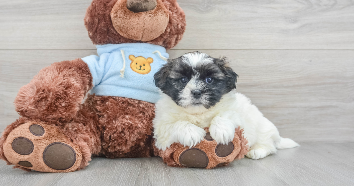 Small Teddy Bear Cole: 3lb 14oz Designer Puppy