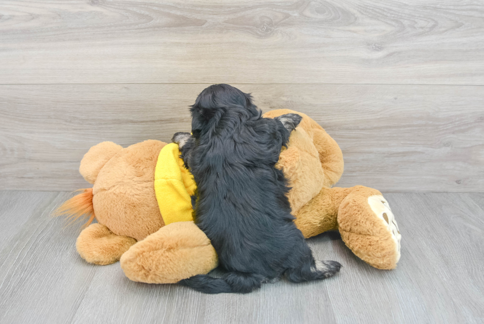 Teddy Bear Cole: 2lb 8oz Designer Puppy