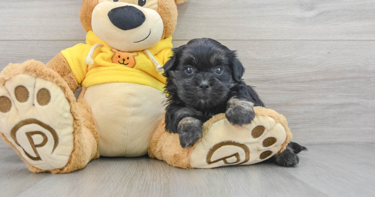 Teddy Bear Cole: 2lb 8oz Designer Puppy