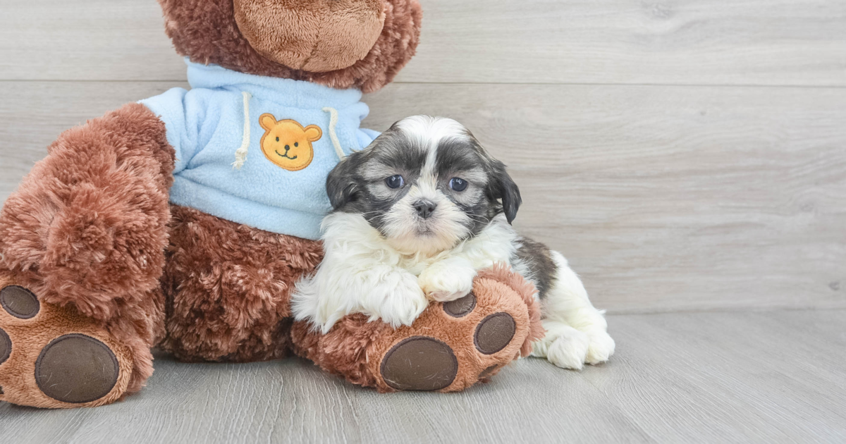 Happy Teddy Bear Echo: 4lb 2oz Designer Puppy