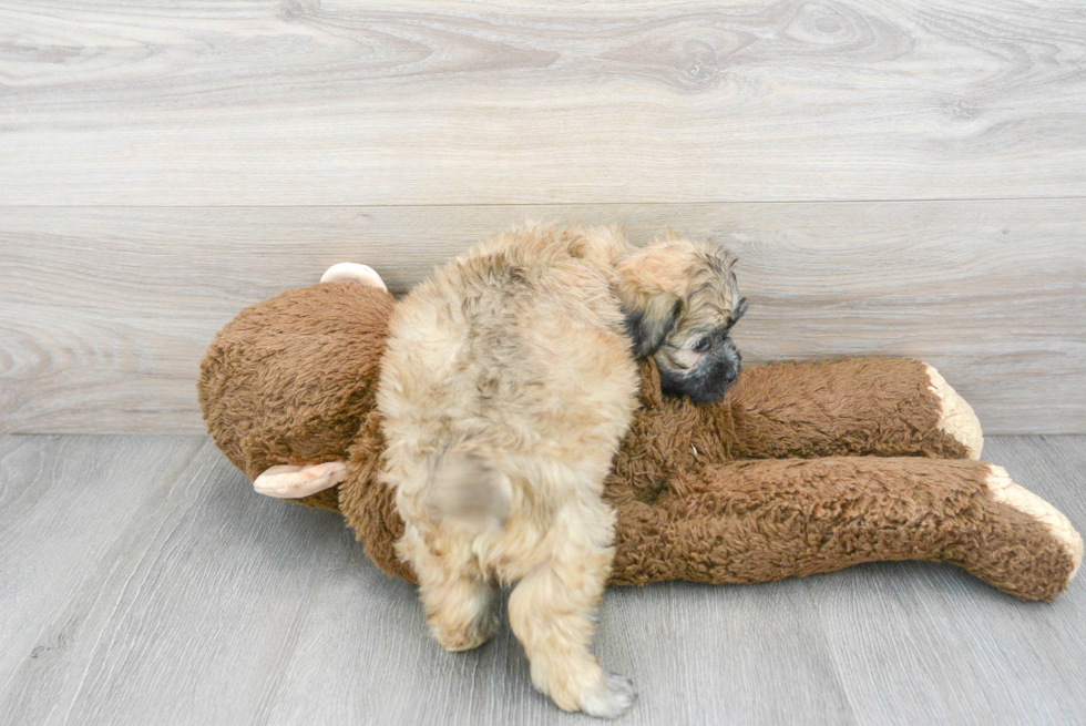 Hypoallergenic Teddy Bear Elijah: 4lb 8oz Designer Puppy