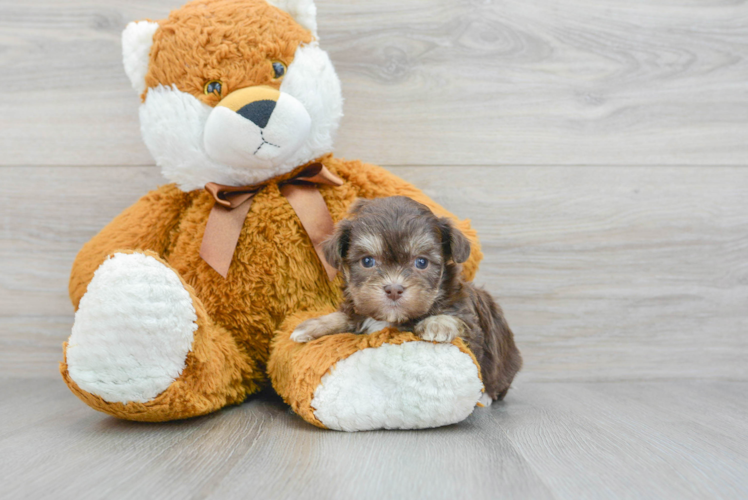 Hypoallergenic Teddy Bear Erin: 2lb 12oz Designer Puppy