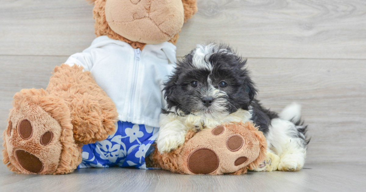 Happy Teddy Bear Gru: 4lb 5oz Designer Puppy