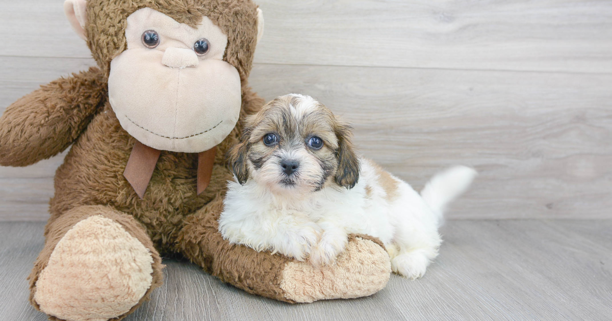 Fluffy Teddy Bear Gru: 3lb 10oz Designer Puppy